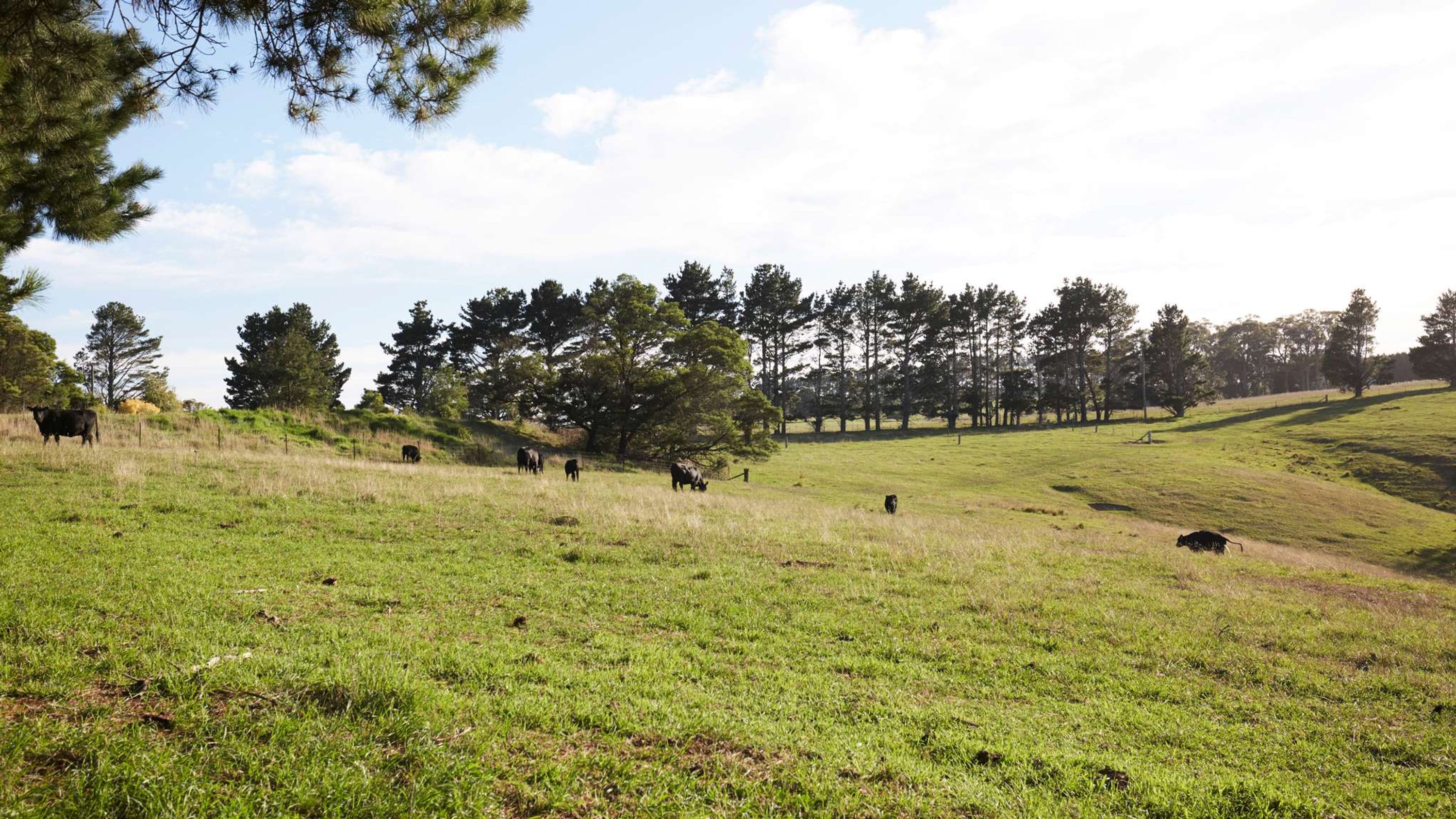 Springfield Farm | Contemporary Hotels